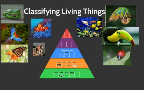 Classifying Living Things by Alison Cook on Prezi