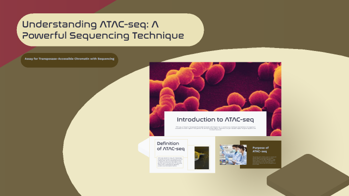 Understanding ATAC-seq: A Powerful Sequencing Technique by Nathan Darmon on Prezi
