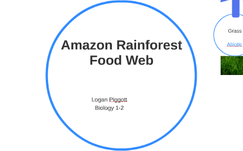 Amazon Rainforest Food Web by Logan Piggott on Prezi