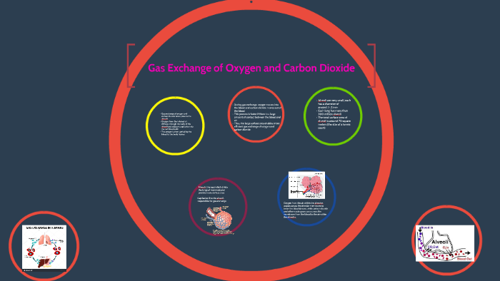 Gas Exchange of Oxygen and Carbon Dioxide by Lauren Franceschini on Prezi