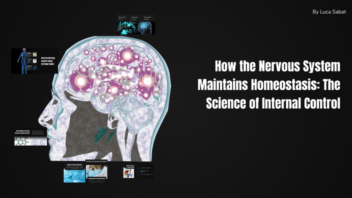 The Nervous System: Homeostasis and Health by Marc on Prezi
