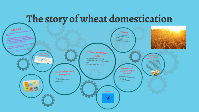 The story of wheat domestication by Naisha Deora on Prezi
