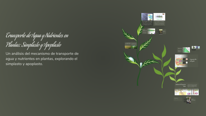 Transporte de Agua y Nutrientes en Plantas: Simplasto y Apoplasto by ...