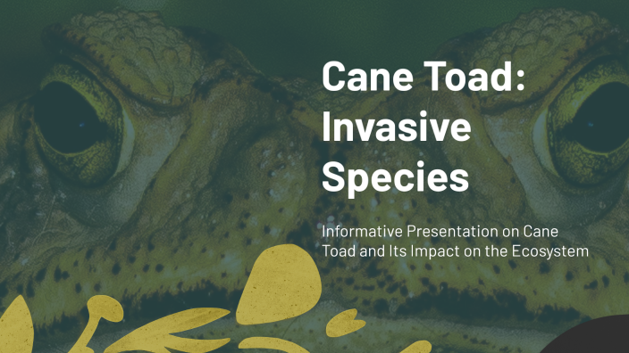 Cane Toad: Invasive Species by Eli Salazar on Prezi