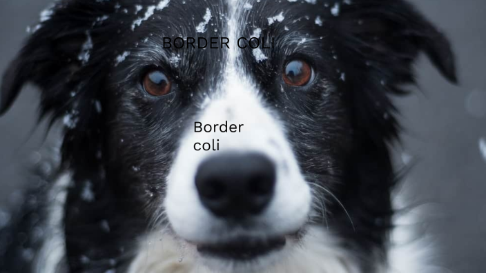 border coli by judith torres on Prezi