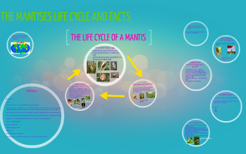 THE MANTISES LIFE CYCLE AND FACTS by Danigla Pineda on Prezi