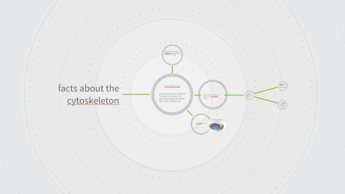 facts about the cytoskeleton by chloe stringer on Prezi