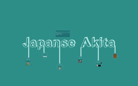 Japanse Akita by Jet M. on Prezi