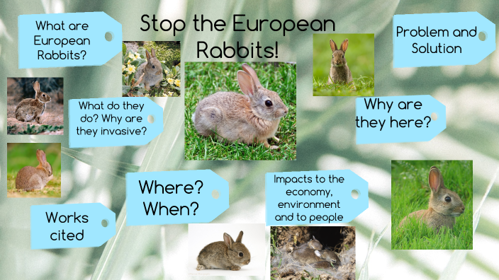 The Rabbit Problem - European Rabbits by Carissa Shum on Prezi