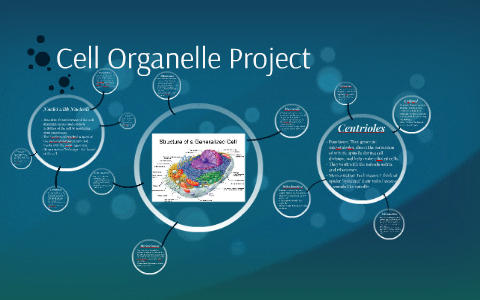 Cell Organelle Project by Emily Hannon