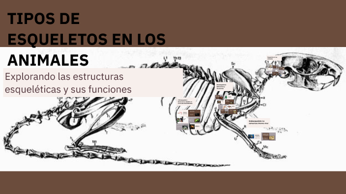 TIPOS DE ESQUELETOS EN LOS ANIMALES by Kerry Copoto on Prezi