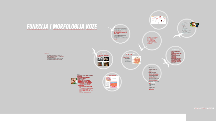 funkcija i Morfologija koze by on Prezi