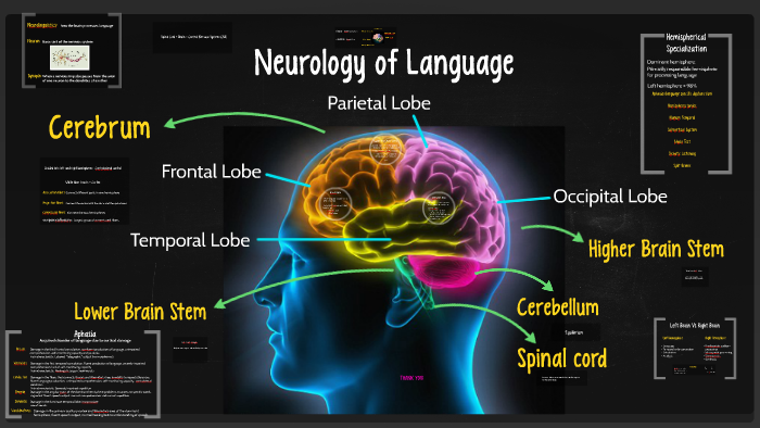 Neurology of Language by Mary Vindas on Prezi