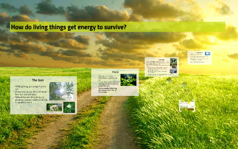 How do living things get energy to survive? by Anastasia A on Prezi
