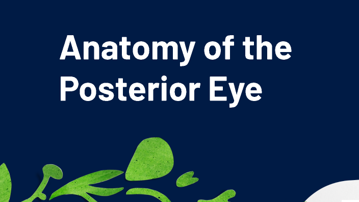 Anatomy of the Posterior Eye by denisha Holloway on Prezi