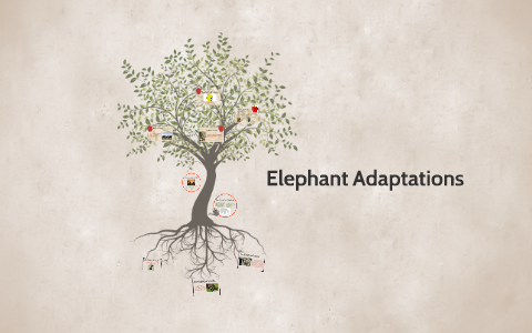 Elephant Adaptations by Lucy Limbom on Prezi