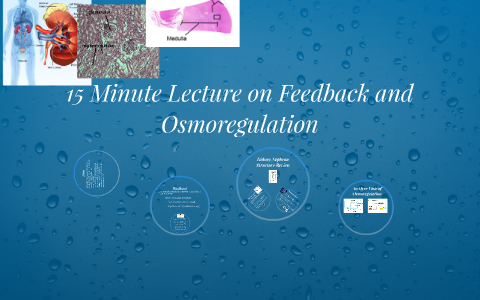 15 Minute Lecture on Negative Feedback and Osmoregulation by Kevin ...