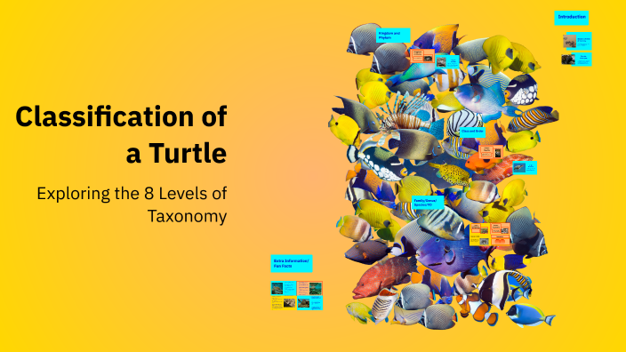 Classification of a Turtle by Beto Escobedo on Prezi