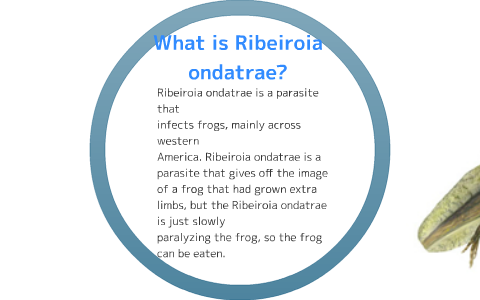 Ribeiroia ondatrae by Joe Stoll on Prezi
