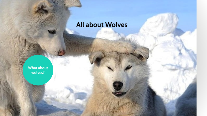 All about Wolves by Addison Topping on Prezi