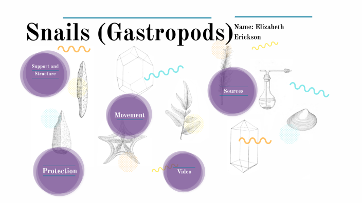 Mollusks Gastropods, movement and protection by Elizabeth Erickson on Prezi
