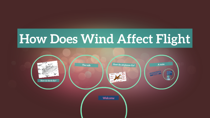 How Does Wind Affect Flight by Andrea Cannon on Prezi