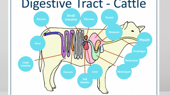 Cow Digestive System by Ashlynn Hunt on Prezi