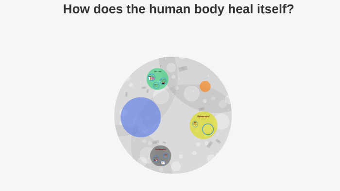 How does the human body heal itself? by Charlotte Nguyen on Prezi