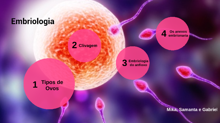 tipos de ovos e clivagem by Larissa Mika on Prezi tipos de ovos e clivagem by Larissa Mika on Prezi