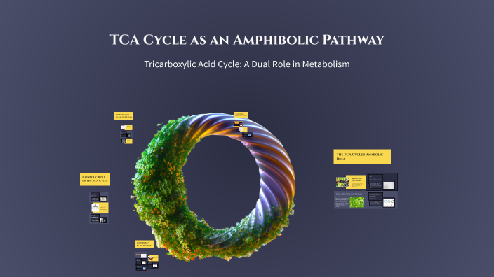 TCA Cycle as an Amphibolic Pathway by Ritisha Mukhopadhyay on Prezi