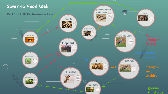 Savanna Food Web by Grayson Rimert on Prezi