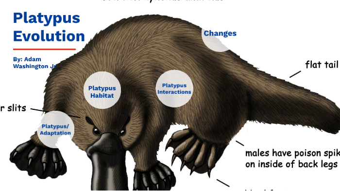 Platypus evolution by ADAM WASHINGTON on Prezi