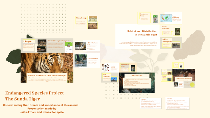 Endangered Species Project: The Sunda Tiger by jaitra reddy on Prezi