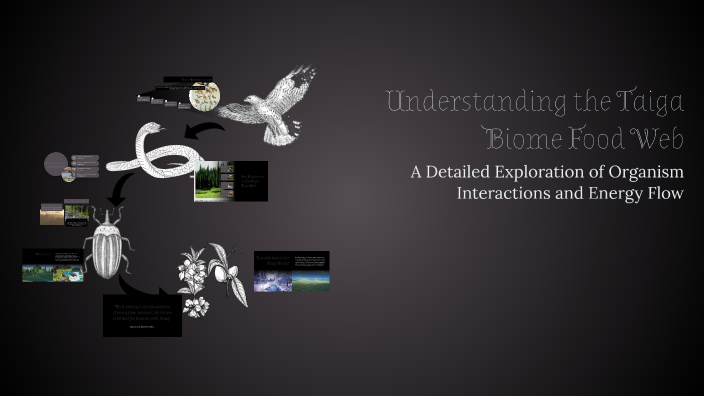 Understanding the Taiga Biome Food Web by aloe on Prezi