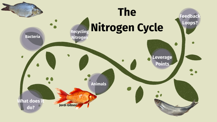 Nitrogen Cycle by George Gibson on Prezi