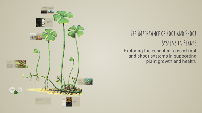 The Importance of Root and Shoot Systems in Plants by Jezreel Sumalpong ...