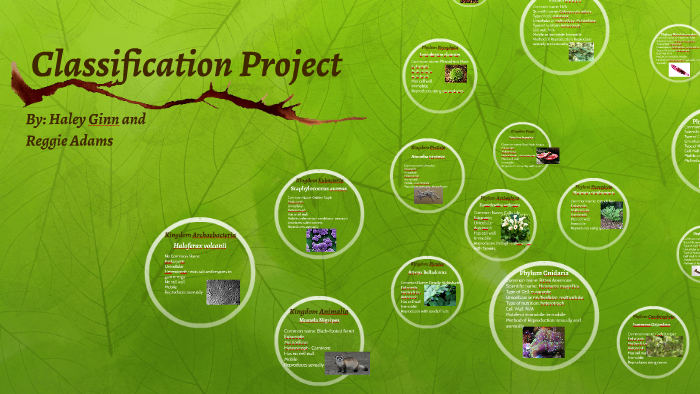 Biology Classification Project by Haley Ginn