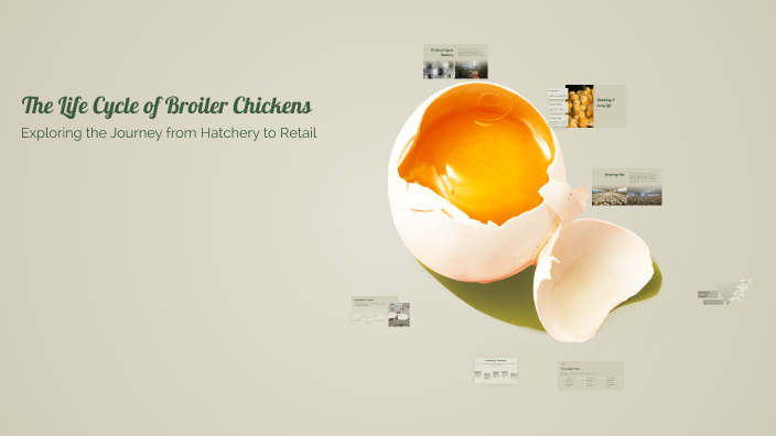 The Life Cycle of Broiler Chickens by Luke Ward on Prezi