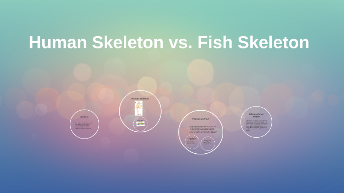 Human Skeleton vs. Fish Skeleton by Colin McCusker on Prezi