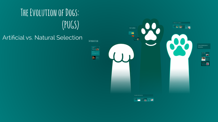 The Evolution of Dogs: Focus on Pugs by LEILA COHEN on Prezi