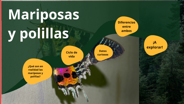 Mariposas y polillas by Un roedor on Prezi