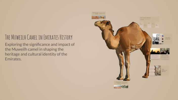 The Muweilh Camel in Emirates History by hasan alblooshi on Prezi