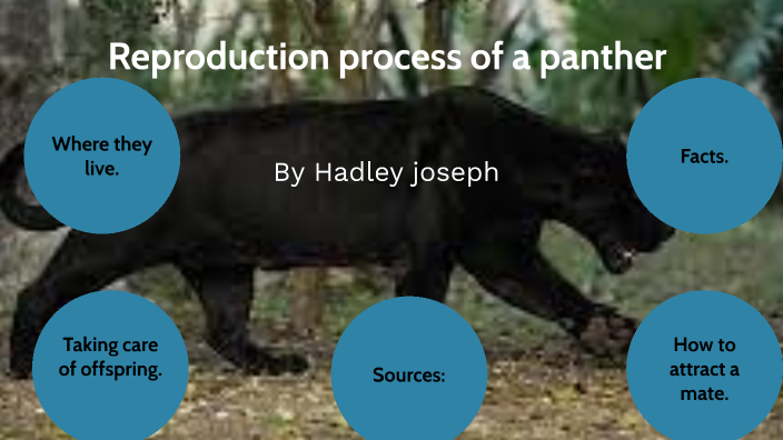 Reproduction process of a panther. by Hadley Joseph on Prezi