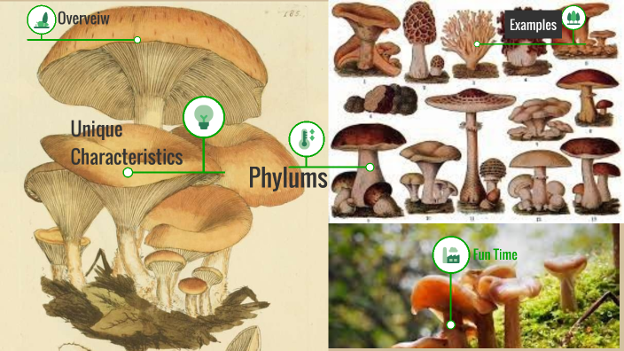 Fungi Infographic by Emily Erickson on Prezi
