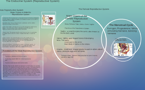 The Endocrine System (Reproductive System) by Amaiya Mitchell on Prezi