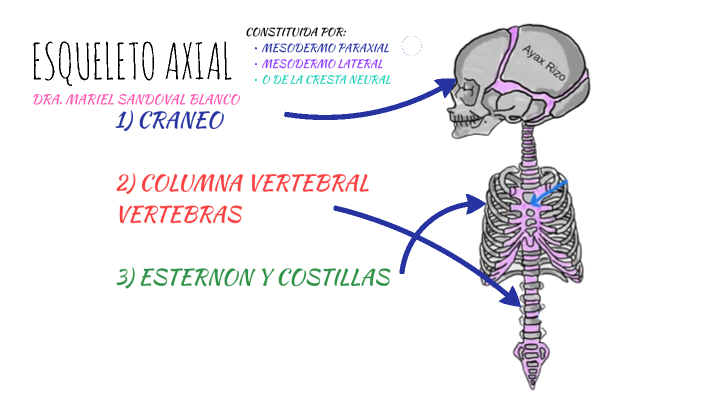 ESQUELETO AXIAL by marie sb on Prezi