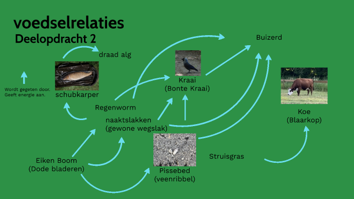 Biologie Voedselweb by Jayden Amr on Prezi
