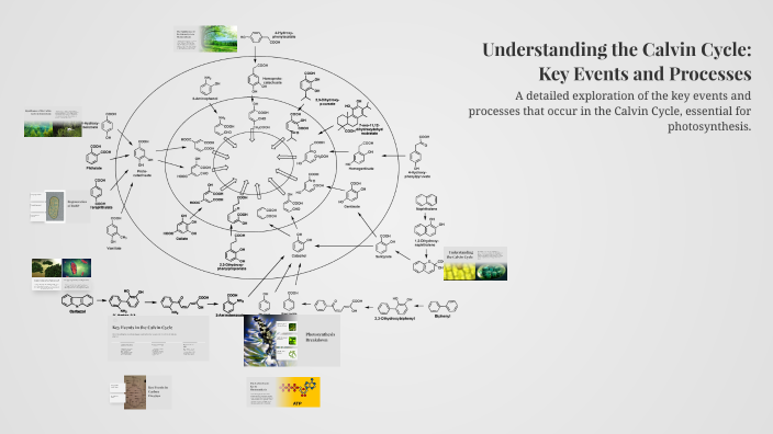 Understanding the Calvin Cycle: Key Events and Processes by Atheena ...