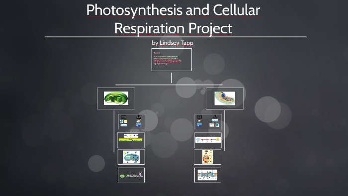 Photosynthesis and Cellular Respiration Project by LIndsey Tapp on Prezi