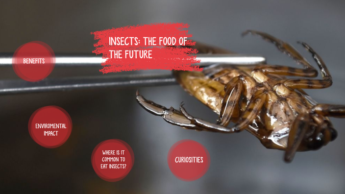 insects: The food of the future by zakaria kouzaz on Prezi